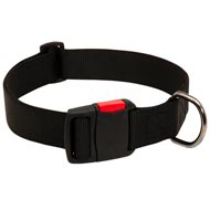 English Pointer Collars : English Pointer Breed: Dog Harness, Muzzle ...