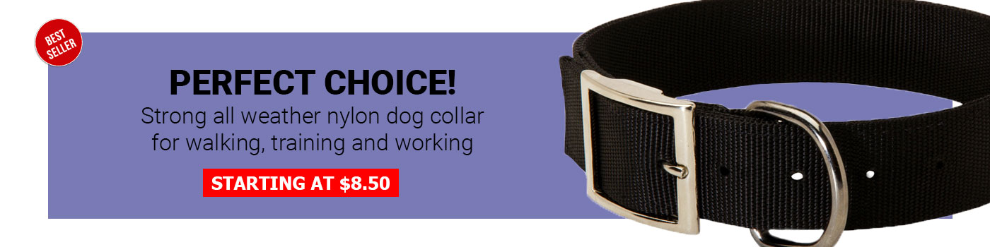 English Pointer Collars : English Pointer Breed: Dog Harness, Muzzle ...