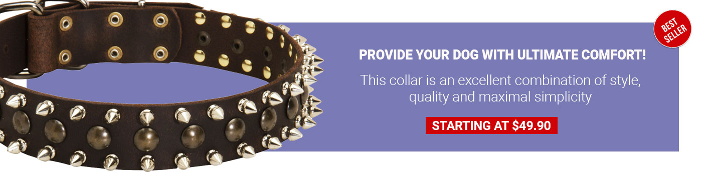 English Pointer Collars : English Pointer Breed: Dog Harness, Muzzle ...