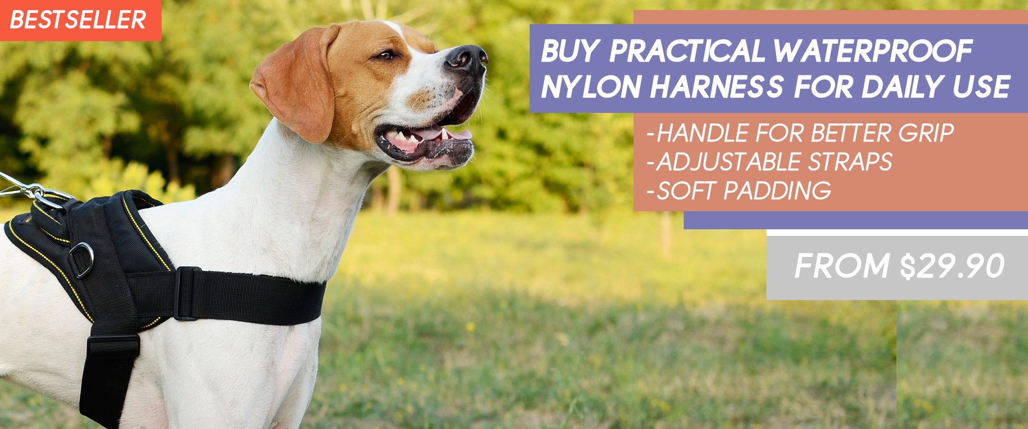 Dog Supplies: English Pointer Harness, Muzzle, Collar, Leash